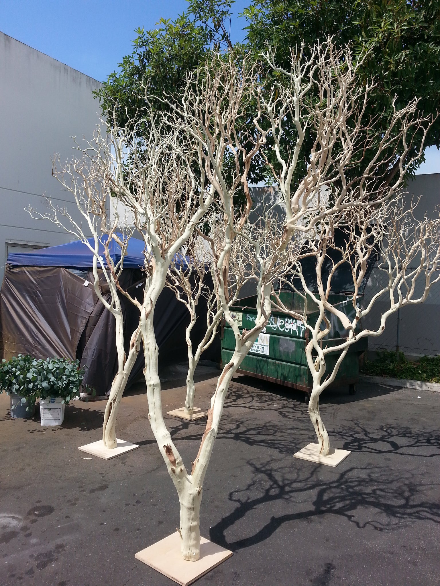 MANZANITA SANDBLASTED TREE | Floral Props and Design