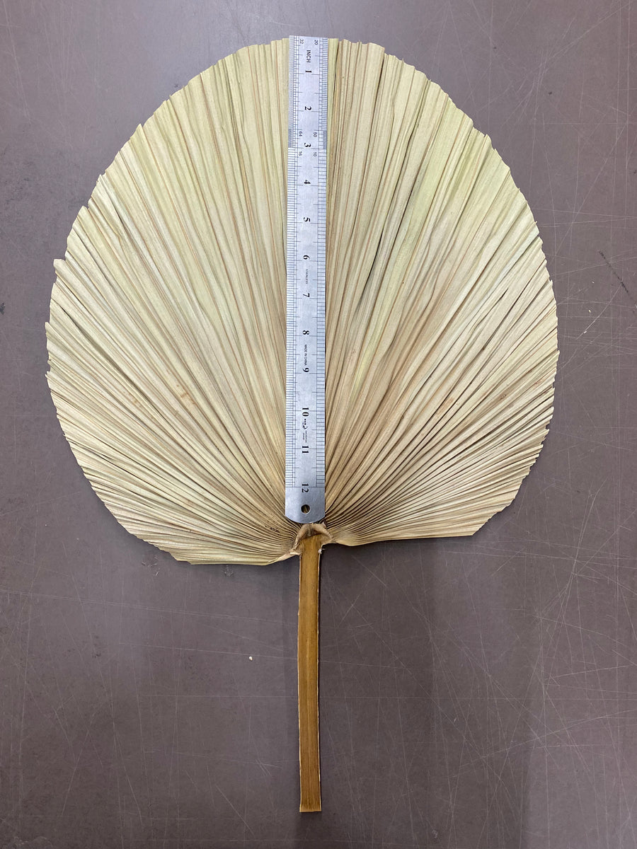 DRIED CUT PALMETTO | Floral Props and Design