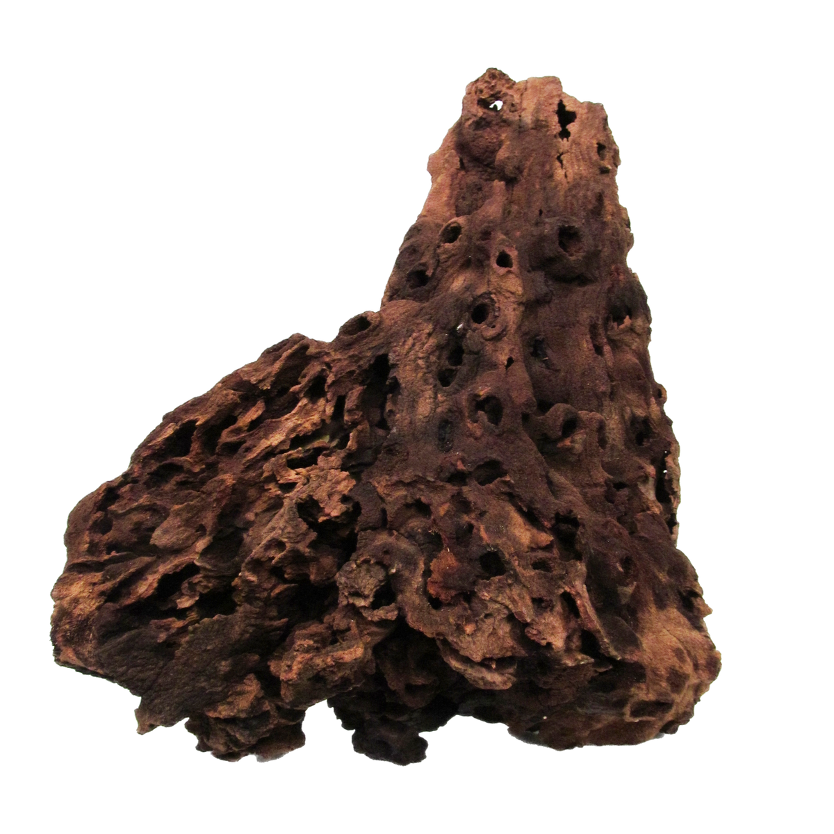 AFRICAN ROOT PIECE | Floral Props and Design